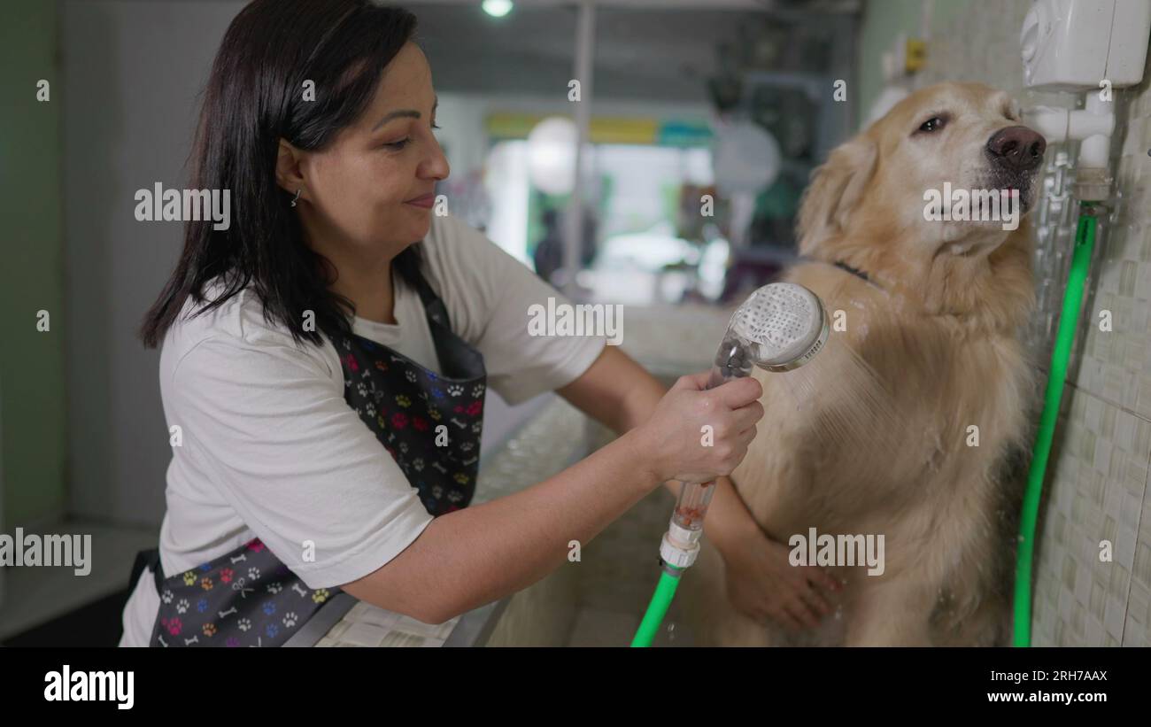 Small Business Owner of Pet shop bathing Large Golden Retriever Dog ...