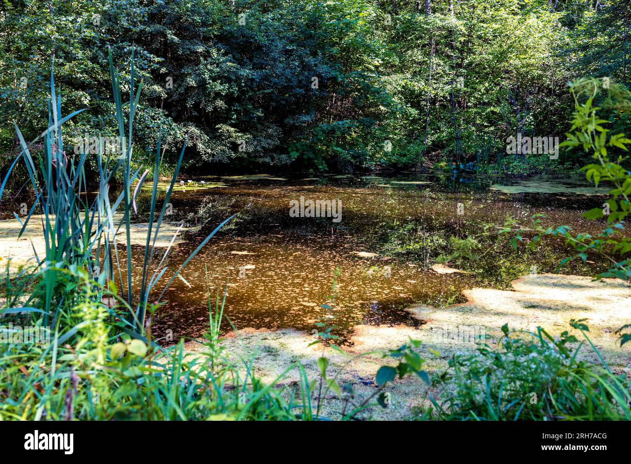 Old overgrown pond hi-res stock photography and images - Alamy