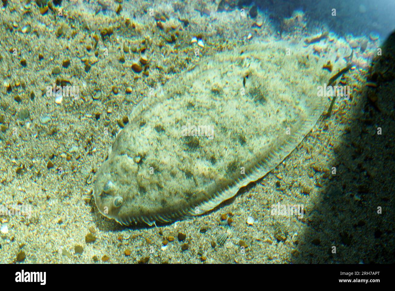 Plaice hidden in the sand. Flatfish in the sea Stock Photo - Alamy