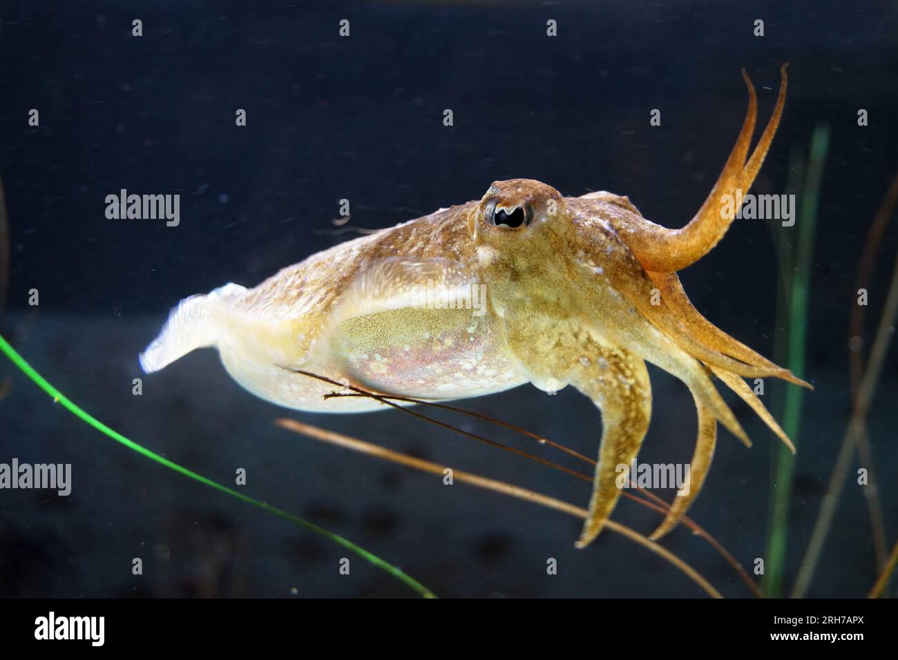 Deep sea fish dark hi-res stock photography and images - Alamy