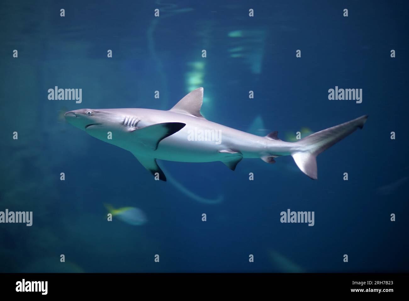 Danger Grey Reef Shark in the ocean. Blue ocean water and rock at ...