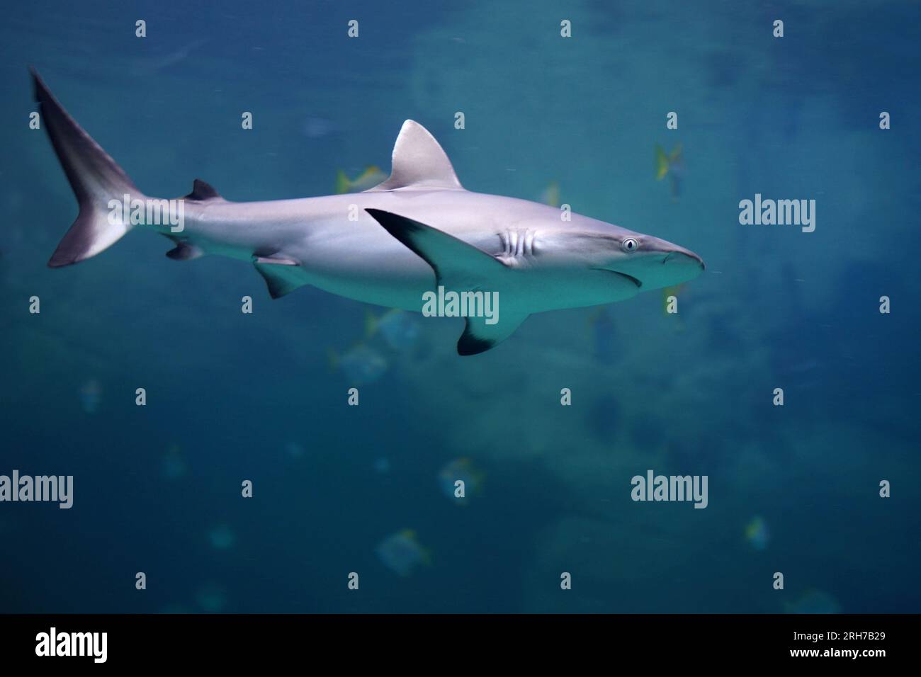 Danger Grey Reef Shark in the ocean. Blue ocean water and rock at ...