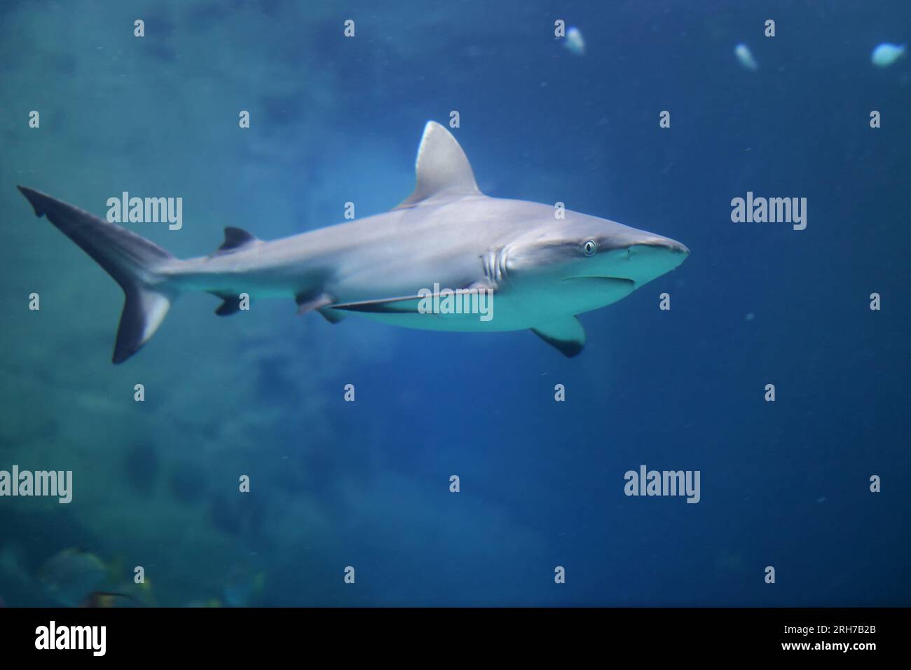 Danger Grey Reef Shark in the ocean. Blue ocean water and rock at ...