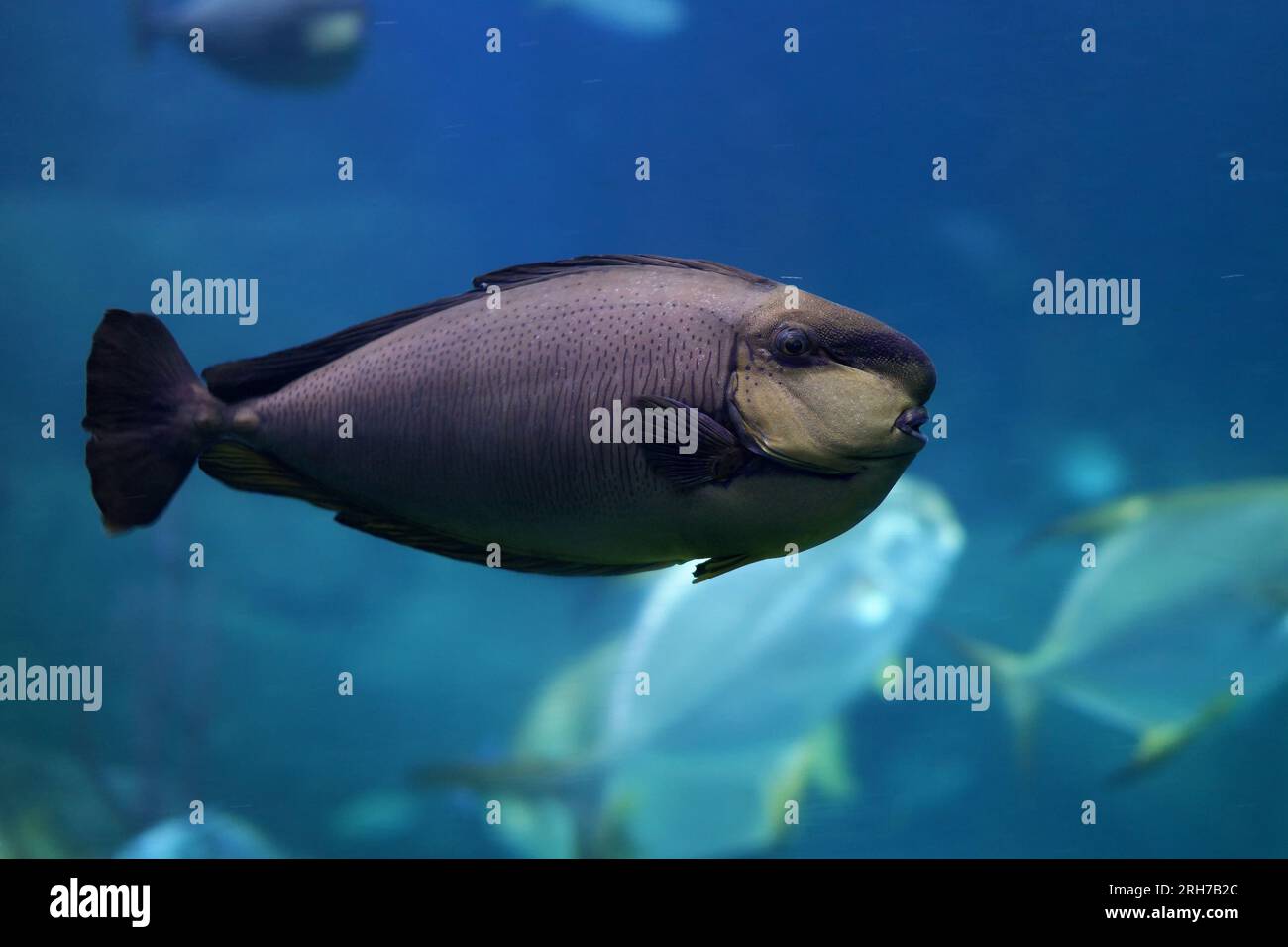 Big nose hi-res stock photography and images - Alamy