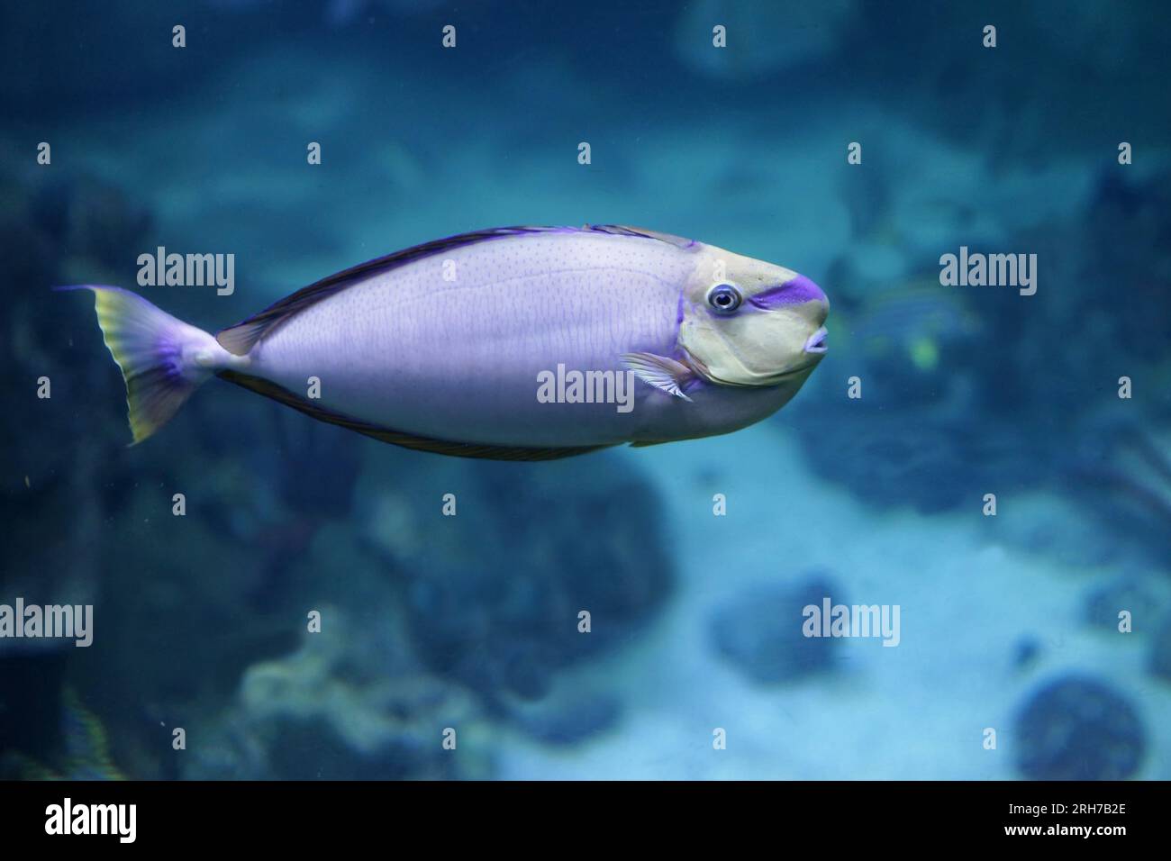 Purple sea fish with big nose Stock Photo - Alamy