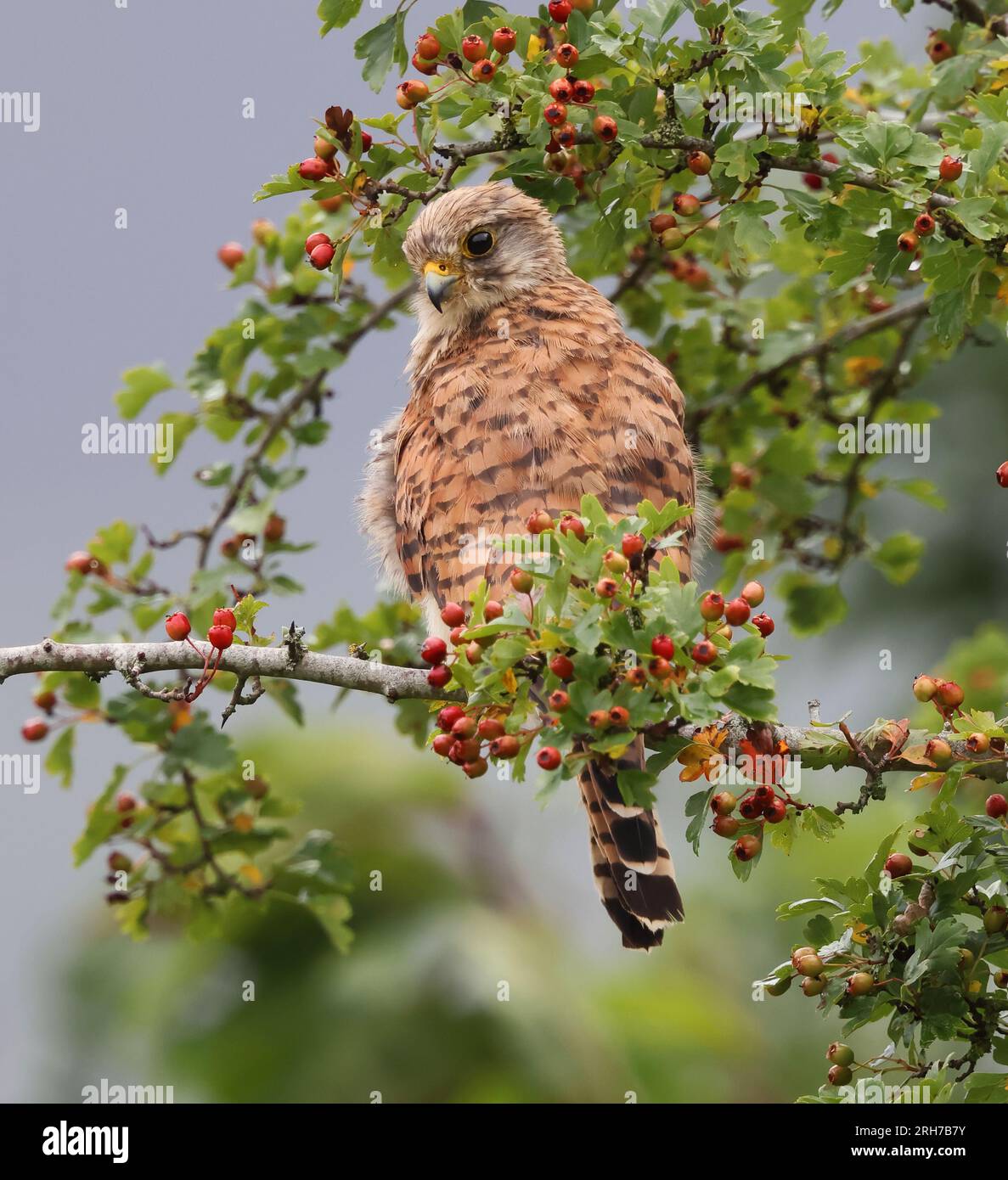 Juvenile kestrel uk hi-res stock photography and images - Alamy