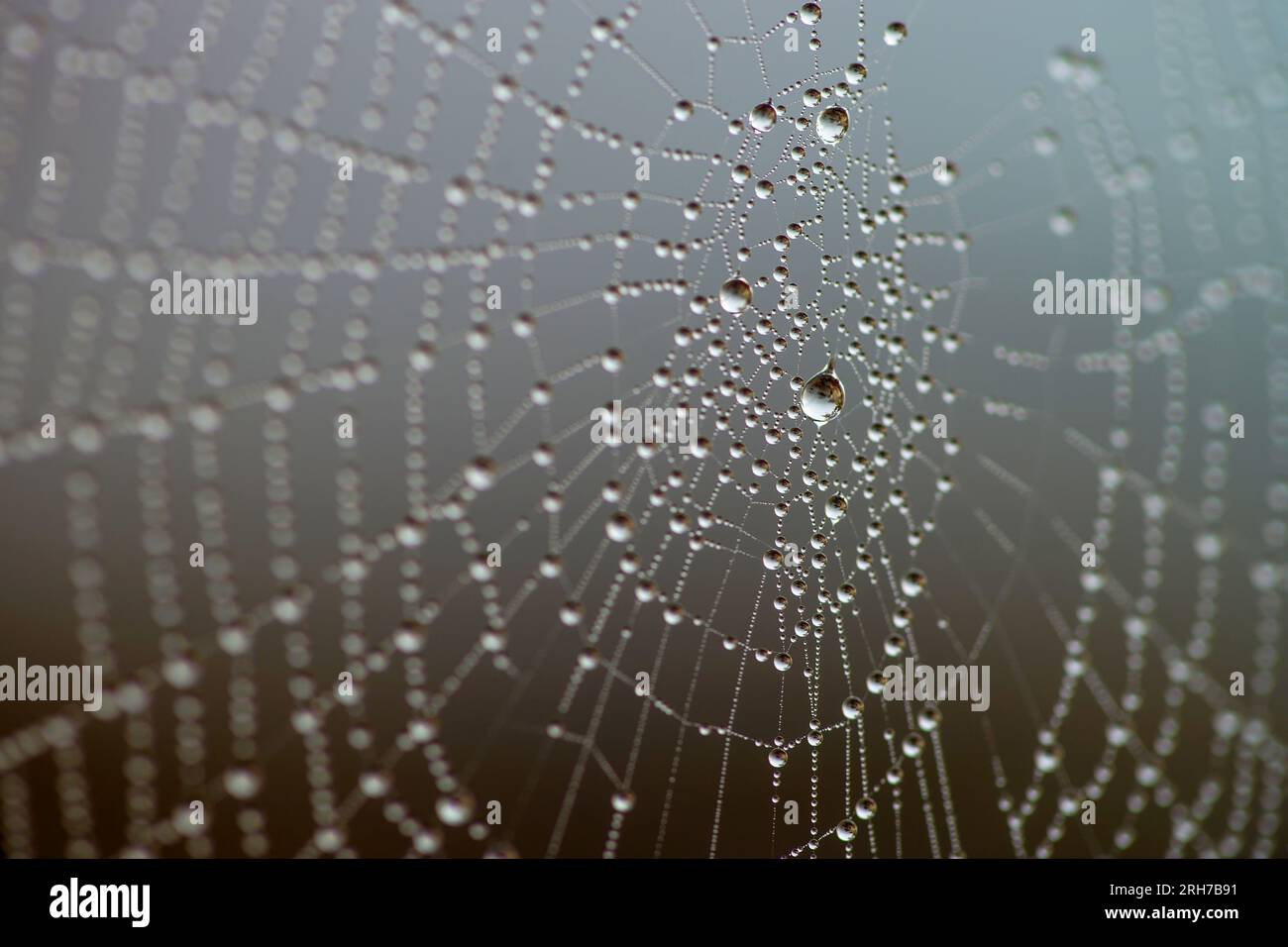 Cobweb with rain drops. Macro of water dew drop Stock Photo - Alamy