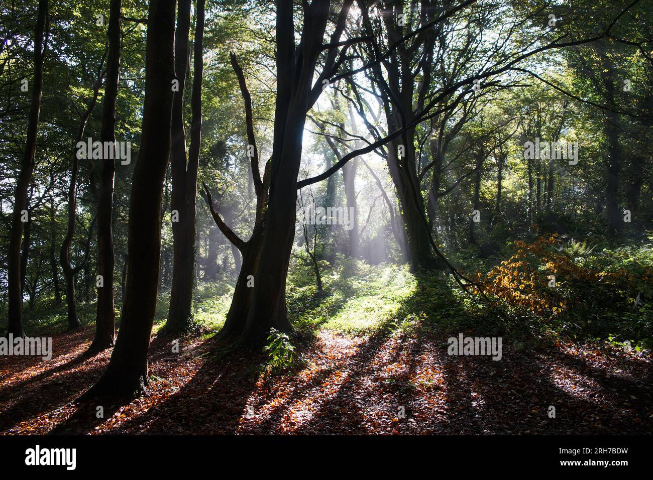 Sunshine in the forest hi-res stock photography and images - Alamy