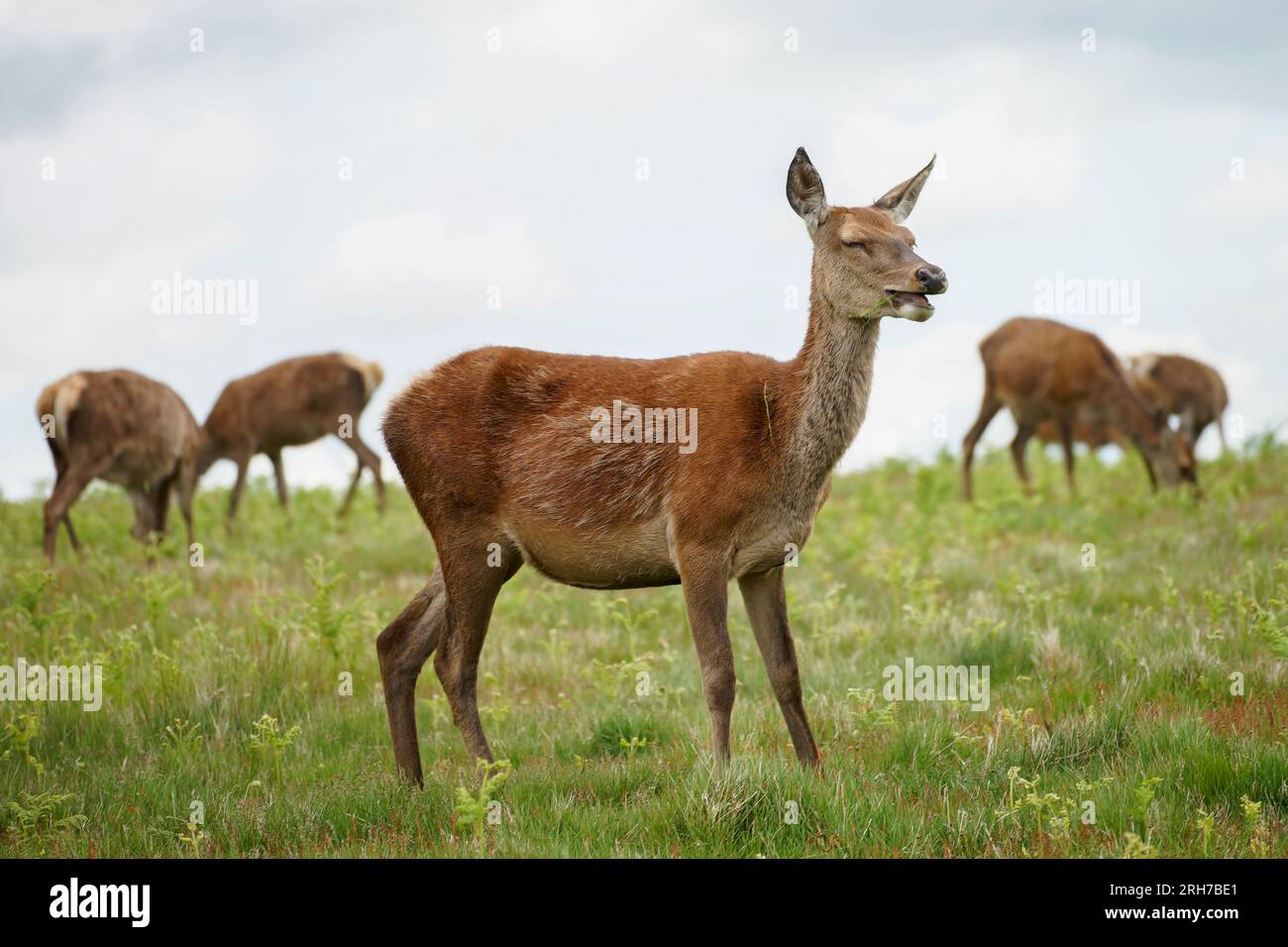 Close up deer hi-res stock photography and images - Alamy