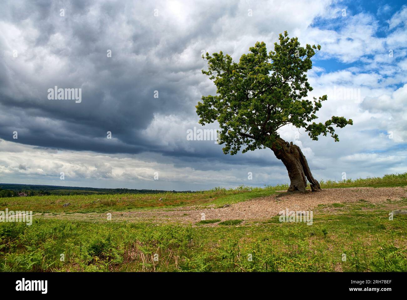 Old solitaire oak tree in England. Dramatic sky at background Stock ...