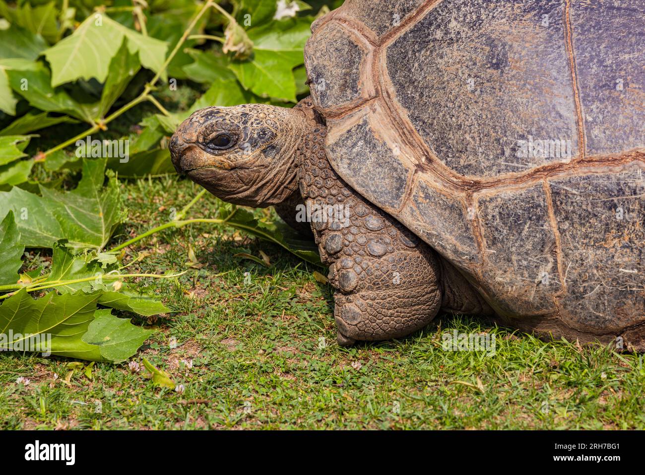 Close up of head and legs of giant tortoise in captivity park Stock ...