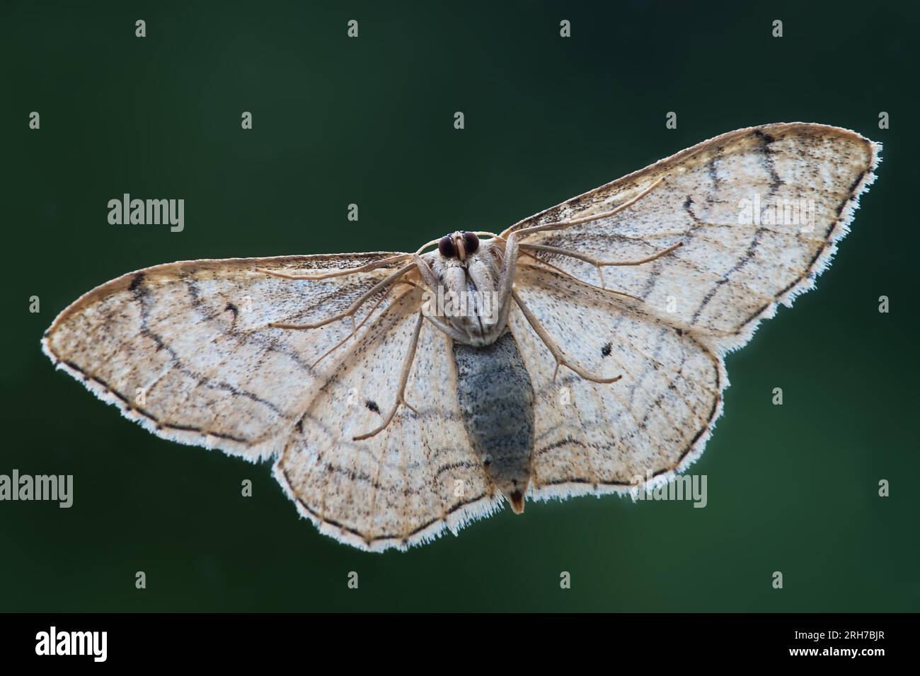 Close up beautiful moth hi-res stock photography and images - Alamy