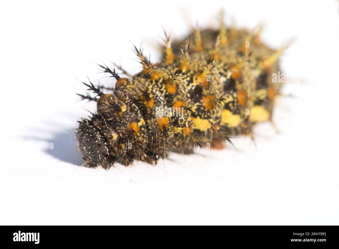 Close up caterpillar with white background. Isolated Stock Photo - Alamy