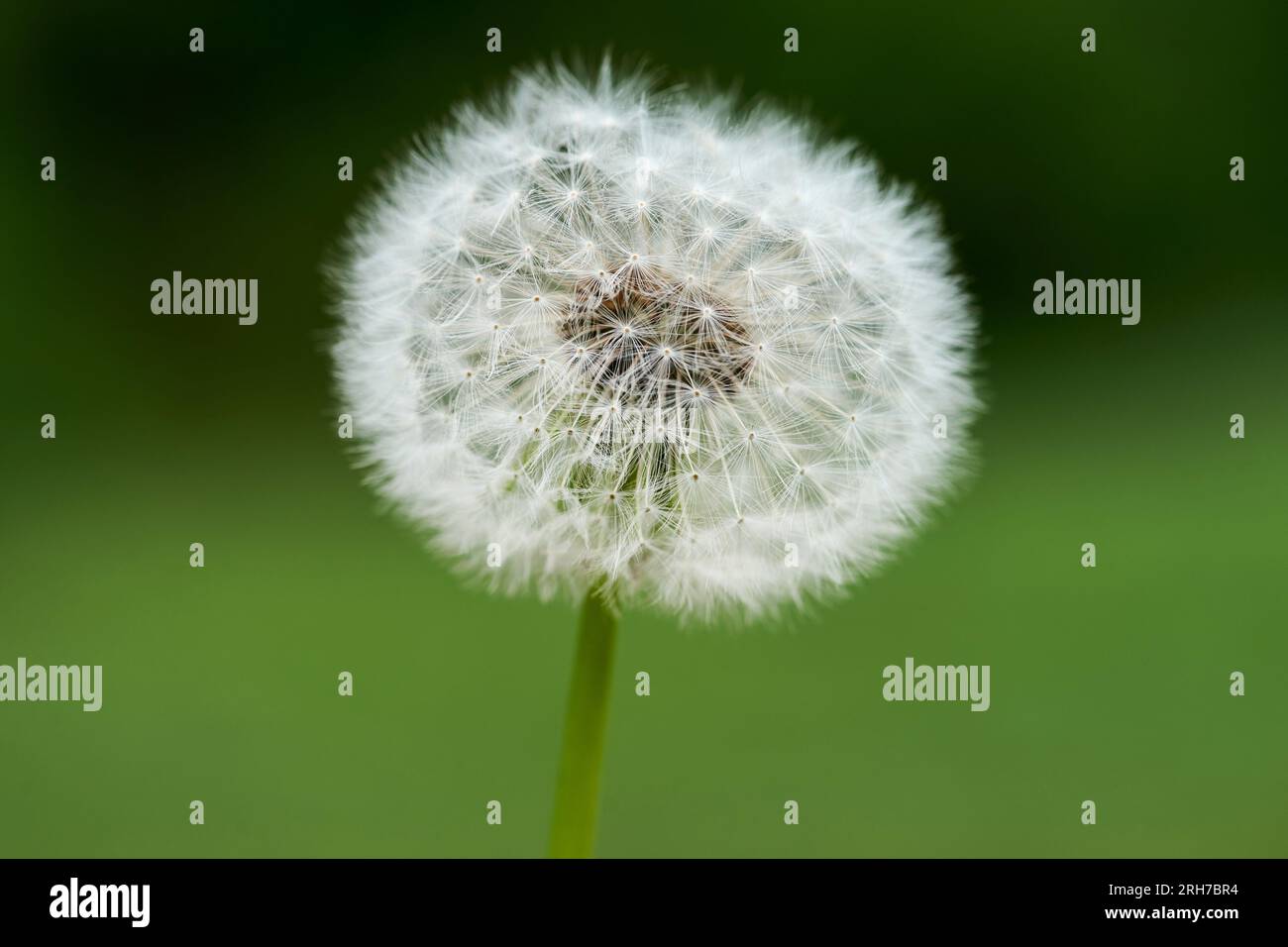 Close up dandelion plants hi-res stock photography and images - Alamy