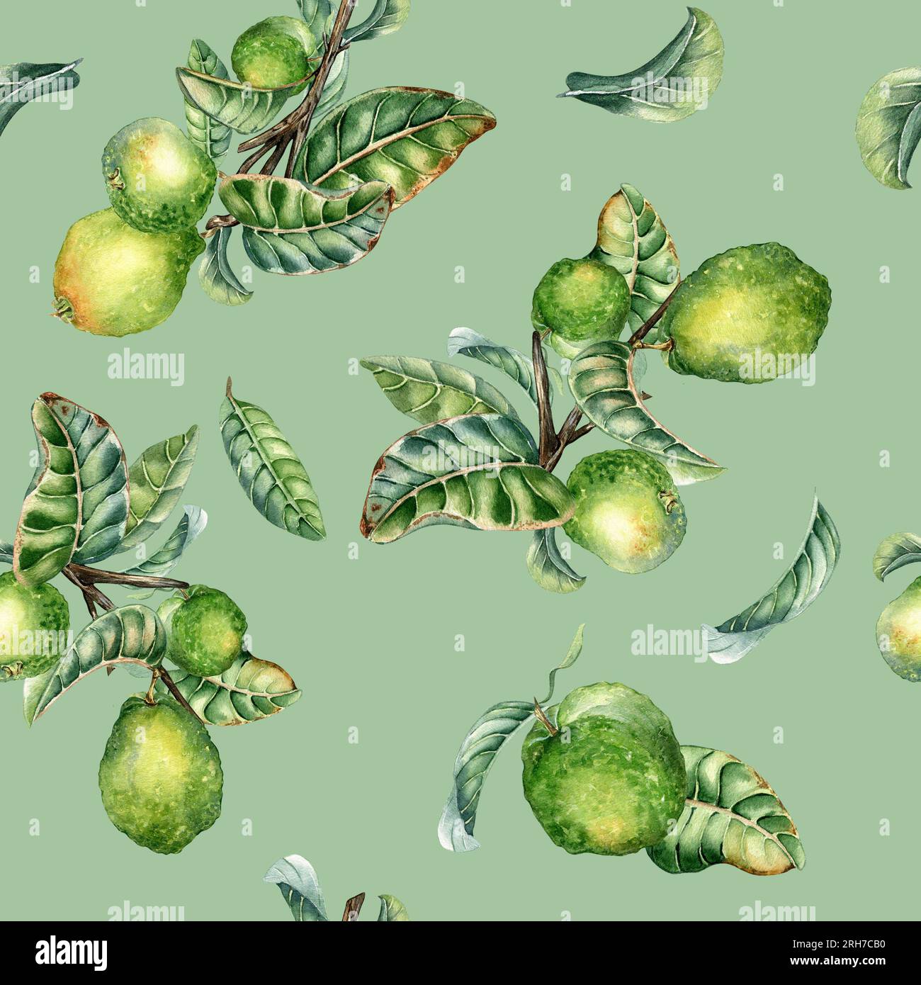 Branch of tree and single guava fruit watercolor seamless pattern ...