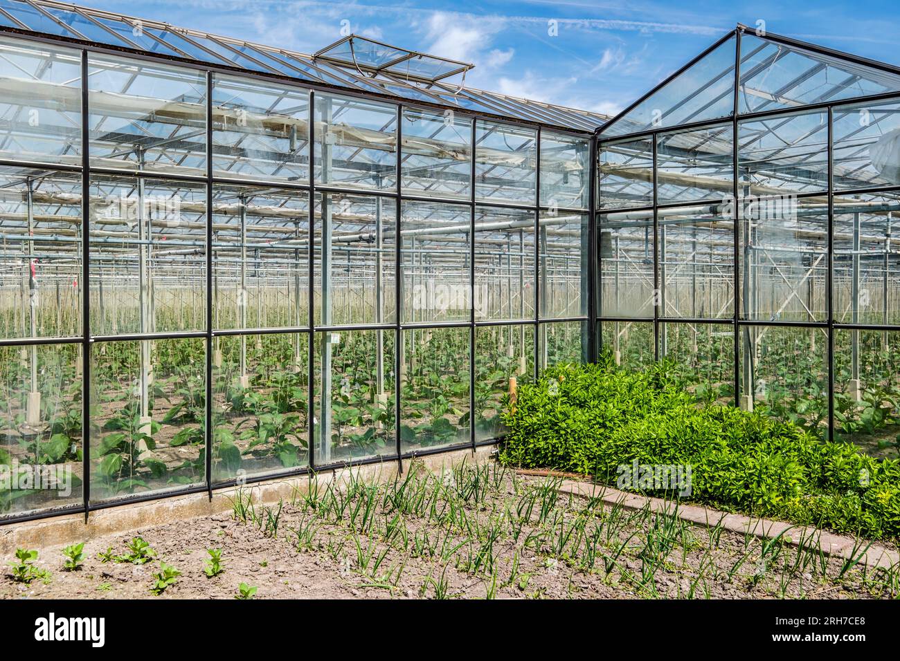 Perspective view of a modern industrial greenhouse in the Netherlands ...