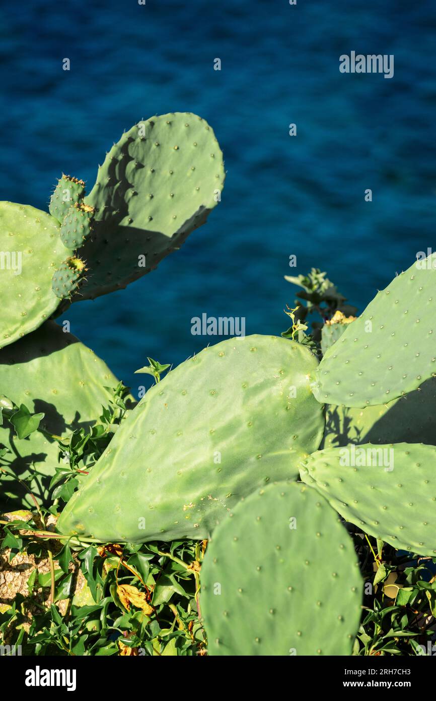 Tropical green cactus in Calabria. Cacti plant Stock Photo - Alamy