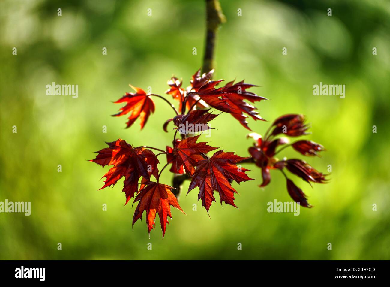 Maple red leaf hi-res stock photography and images - Alamy
