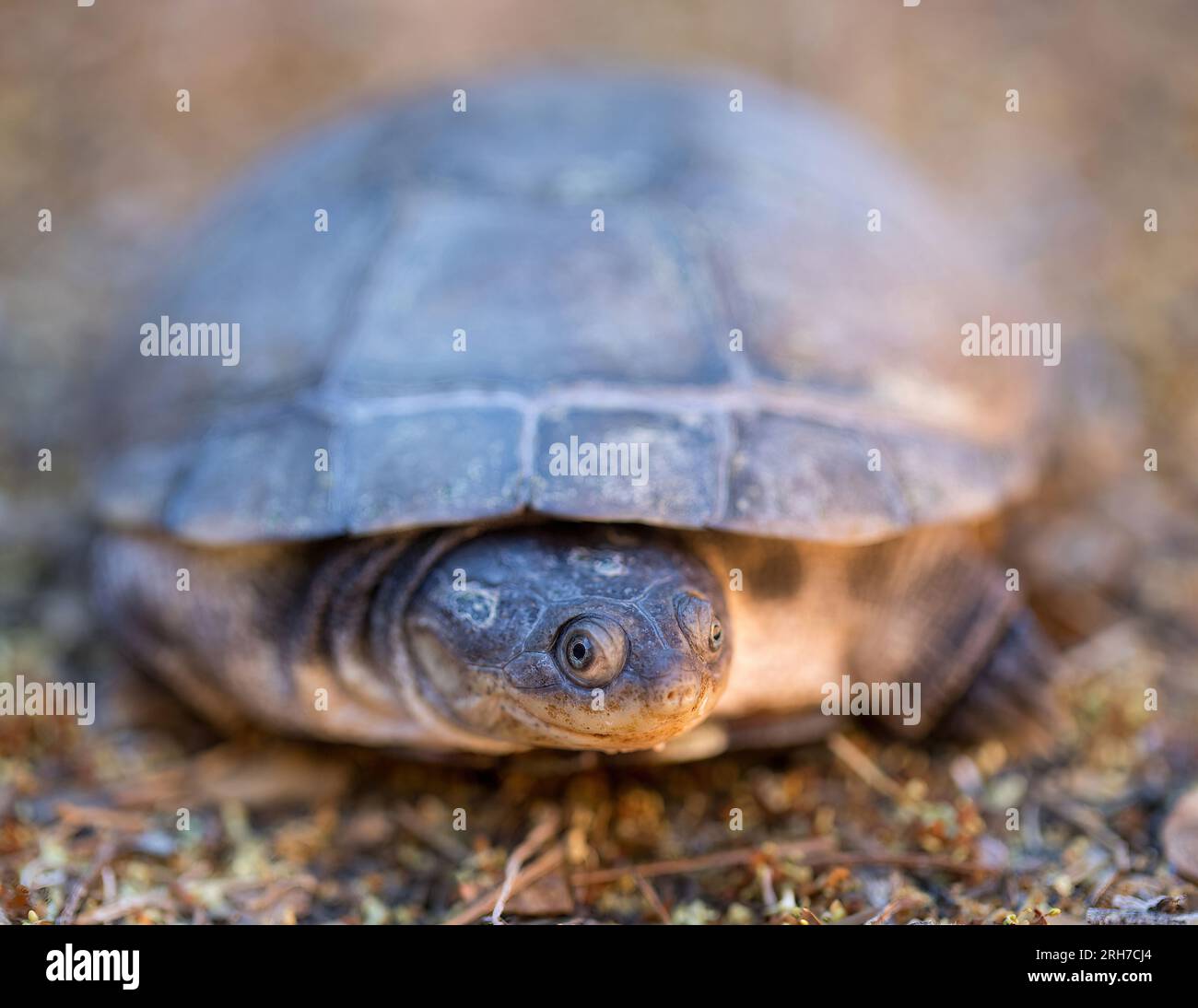 The African Side-necked Turtle, a.k.a. African Helmeted Turtle, Marsh ...
