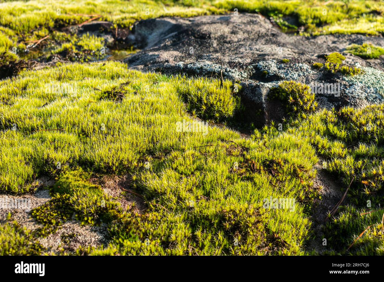 Rock covered in moss at Ronda Municipal Park in Sao Francisco de Paula ...