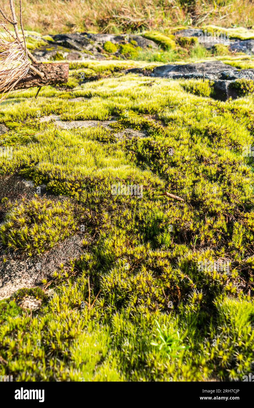 Rock covered in moss at Ronda Municipal Park in Sao Francisco de Paula ...