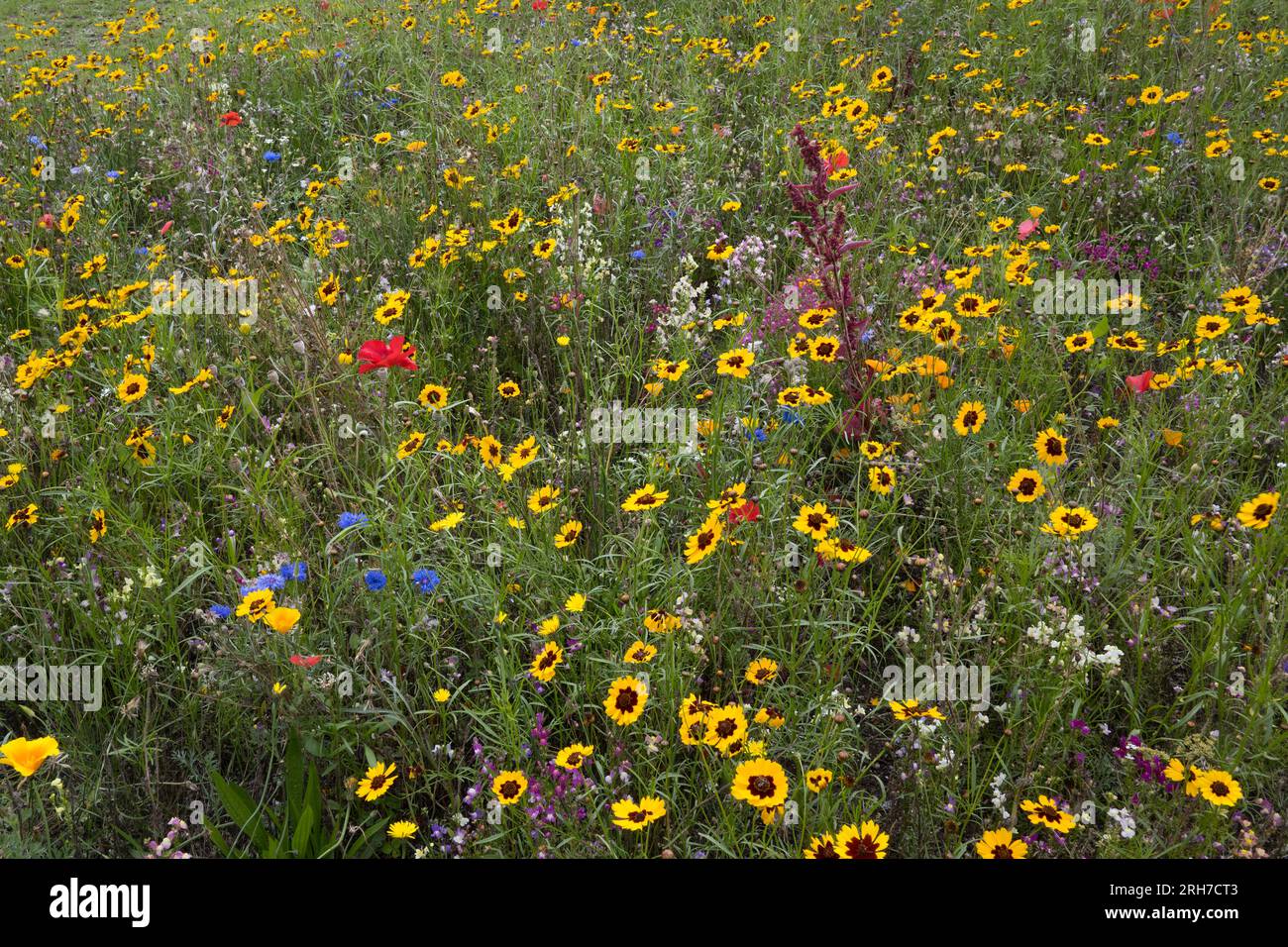 Perfect for insects hi-res stock photography and images - Alamy