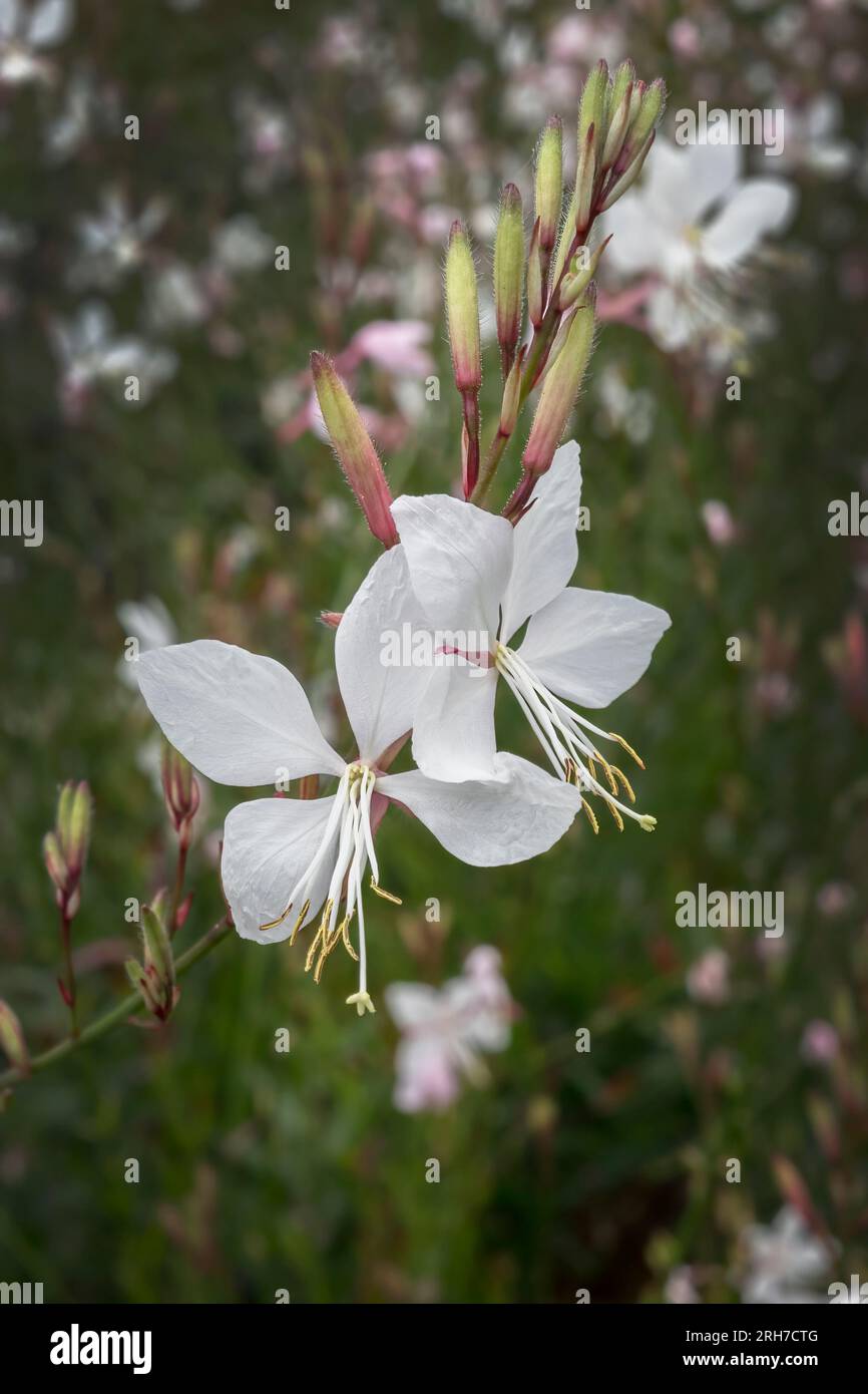 Butterfly Flower Gaura Lindheimeri