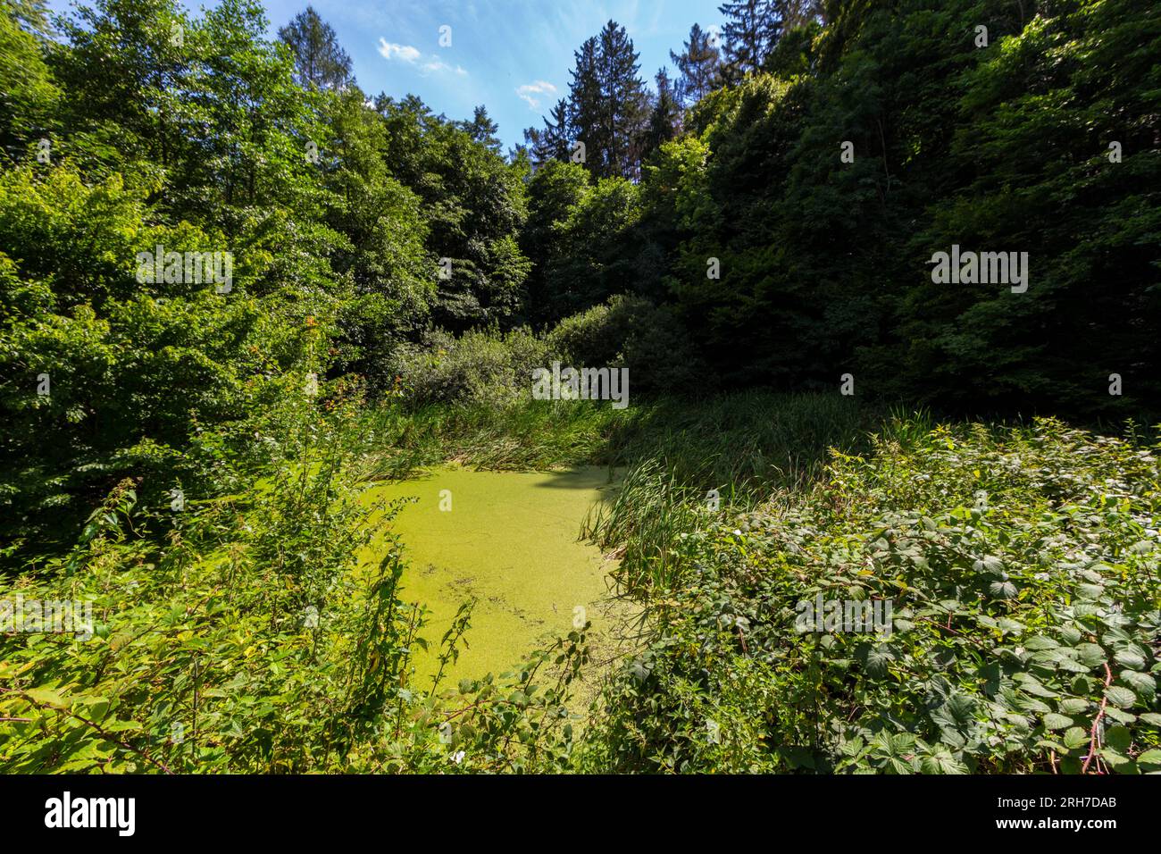 Artificial lake with duckweed in forest, Szalamandra-to, Sopron ...