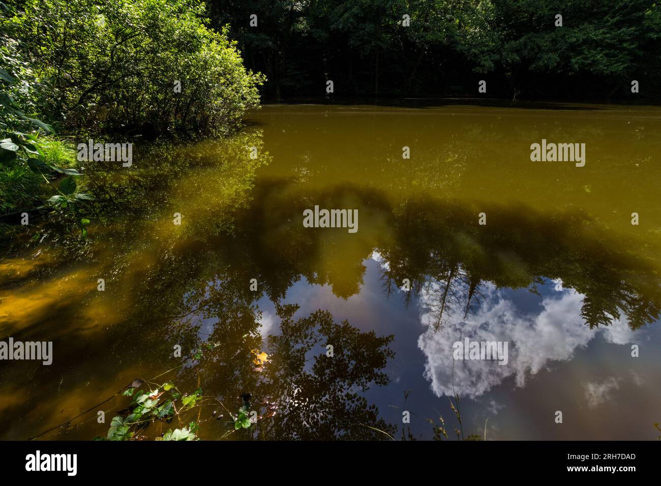 Reflection of clouds and trees in artificial lake in forest ...