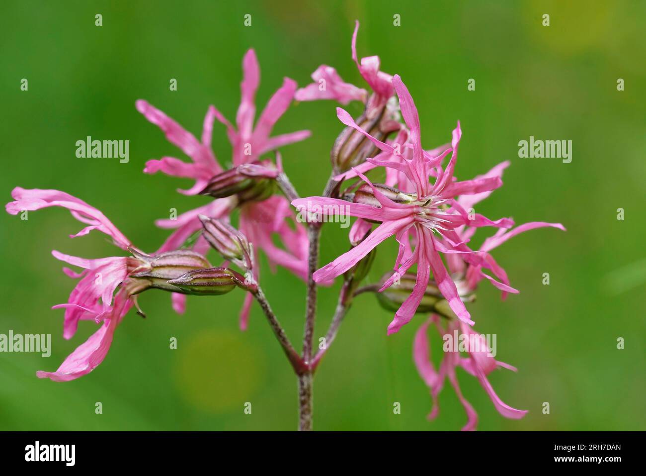 Natural closeup on the beautiful pink ragged-robin, Silene flos-cuculi ...