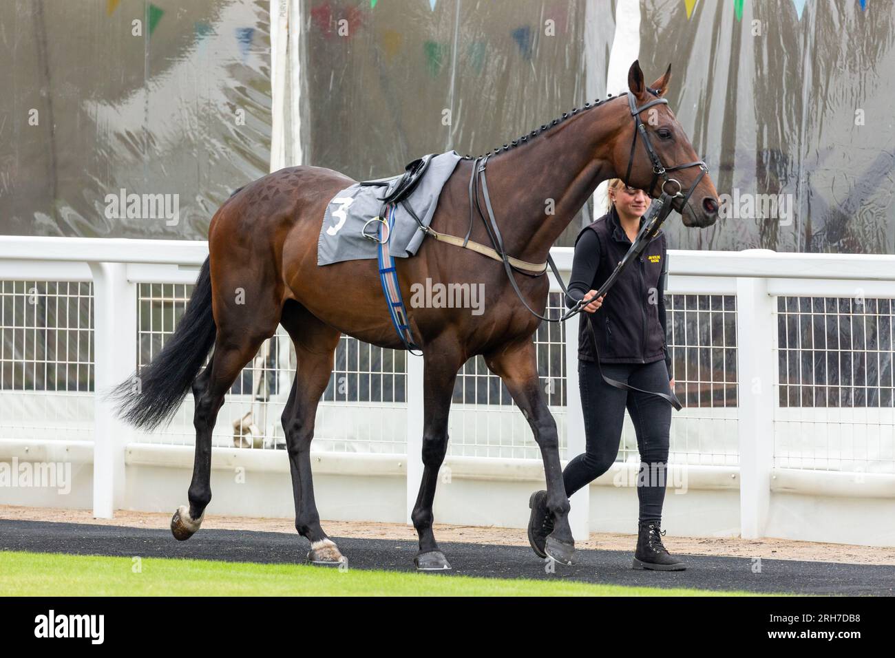 Horse is paraded around the parade ring at ayr racecourse hi-res stock ...