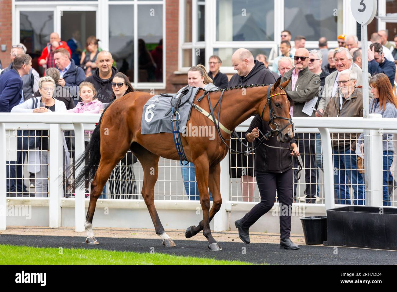 A Race horse being paraded around the parade ring at Ayr Racecourse ...