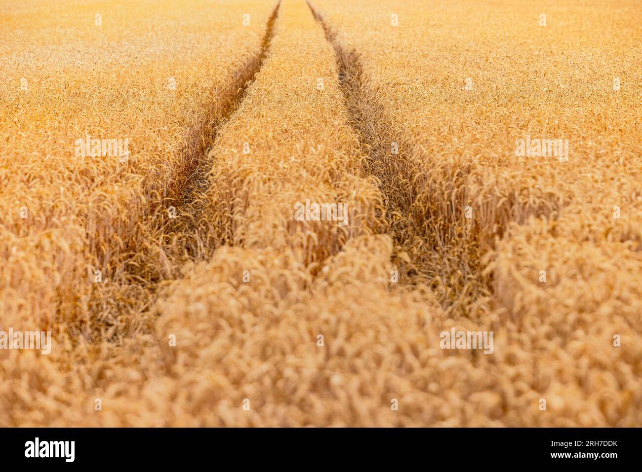 A field of mature small wheat in hot summer with a tractor track to the ...
