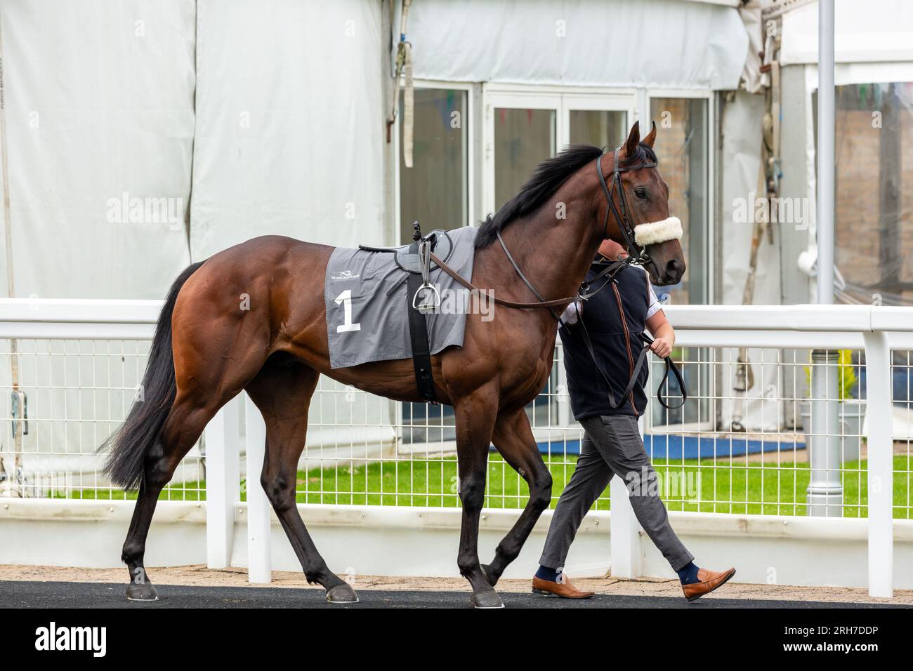 Horse is paraded around the parade ring at ayr racecourse hi-res stock ...
