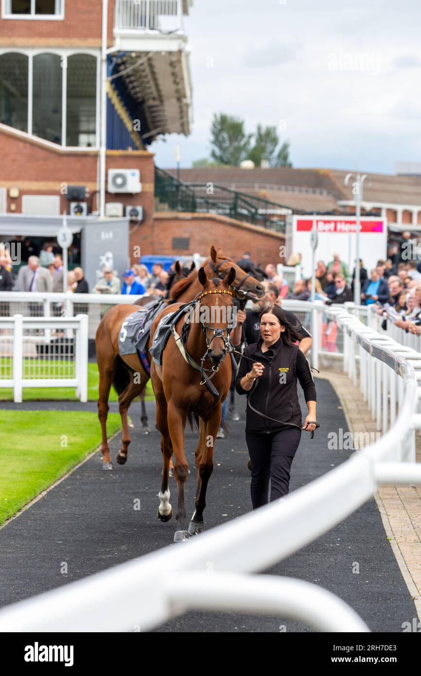 Race horses being paraded around the parade ring at Ayr Racecourse ...