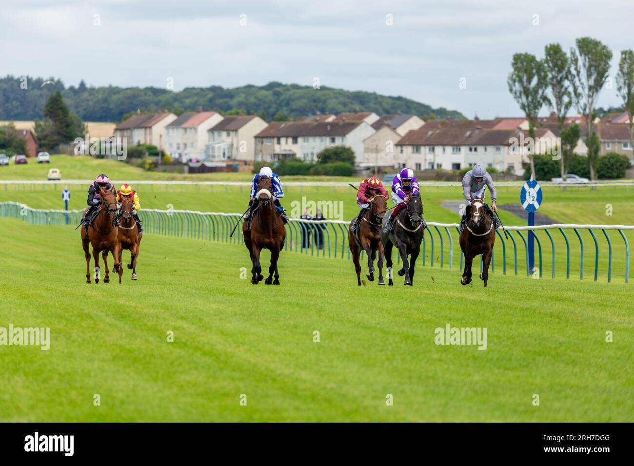 Race horses running along the flat turf track at Ayr Racecourse, Ayr ...