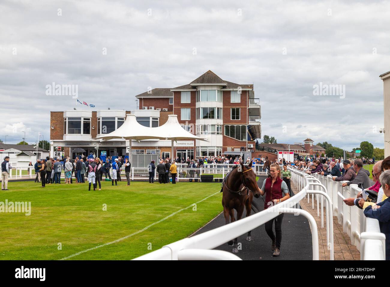 Race horses being paraded around the parade ring at Ayr Racecourse ...