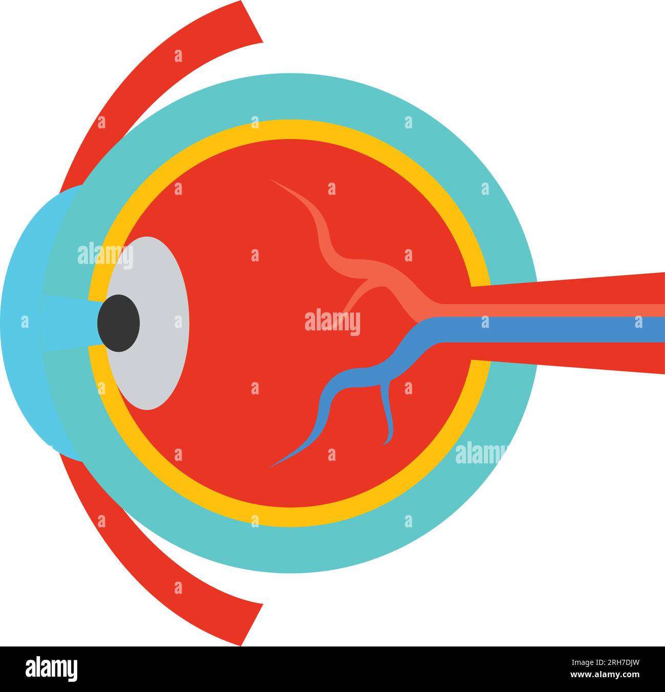 Eye anatomy icon Stock Vector Image & Art - Alamy