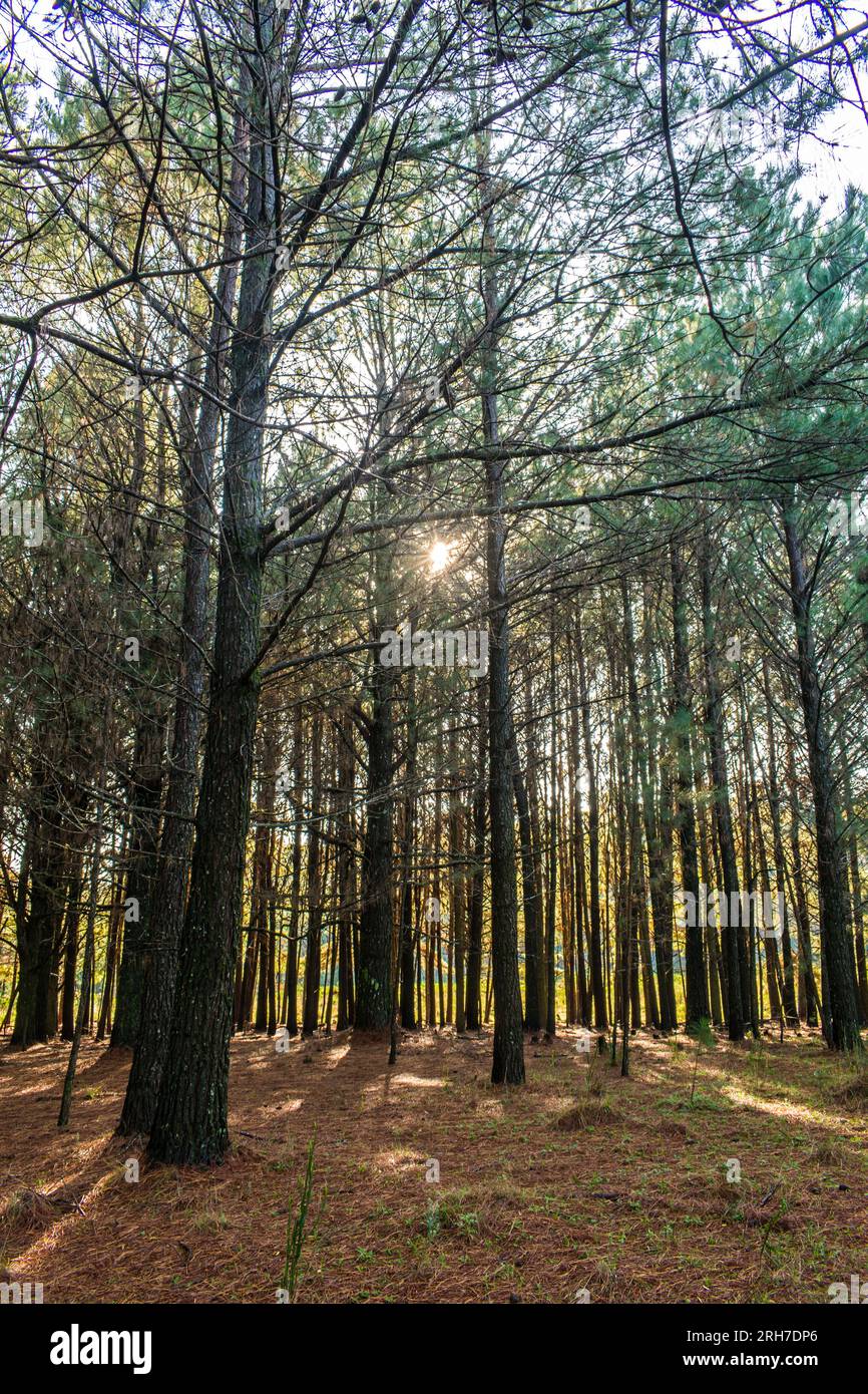 Pine tree plantation in Sao Francisco de Paula, South of Brazil Stock Photo - Alamy