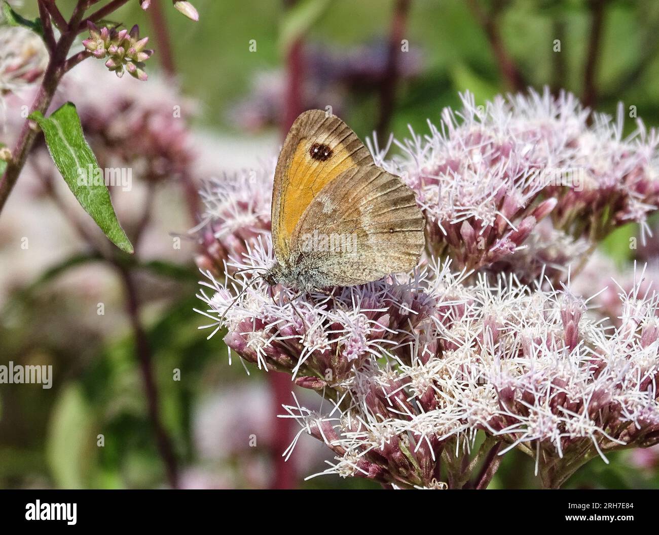 Gatekeeper butterfly in the summer. Pyronia tithonus Stock Photo - Alamy