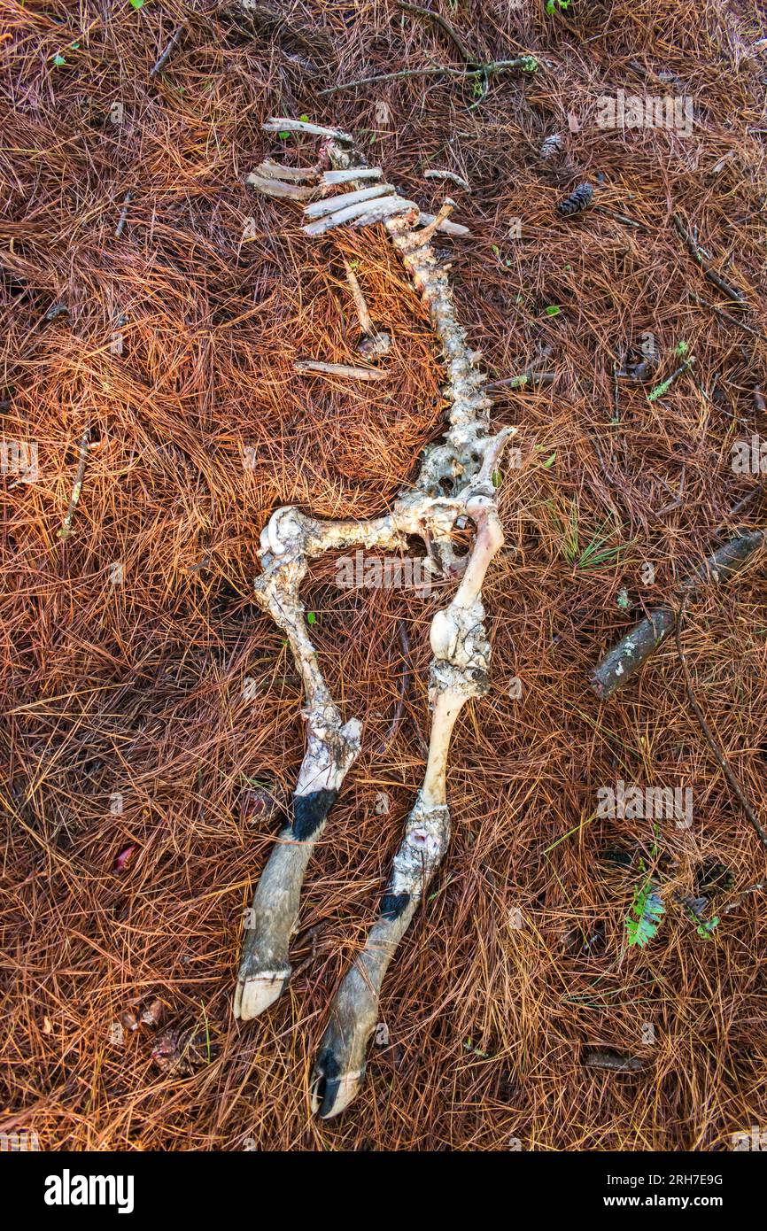 Cow bones - decaying remains at Ronda Municipal Park in Sao Francisco ...