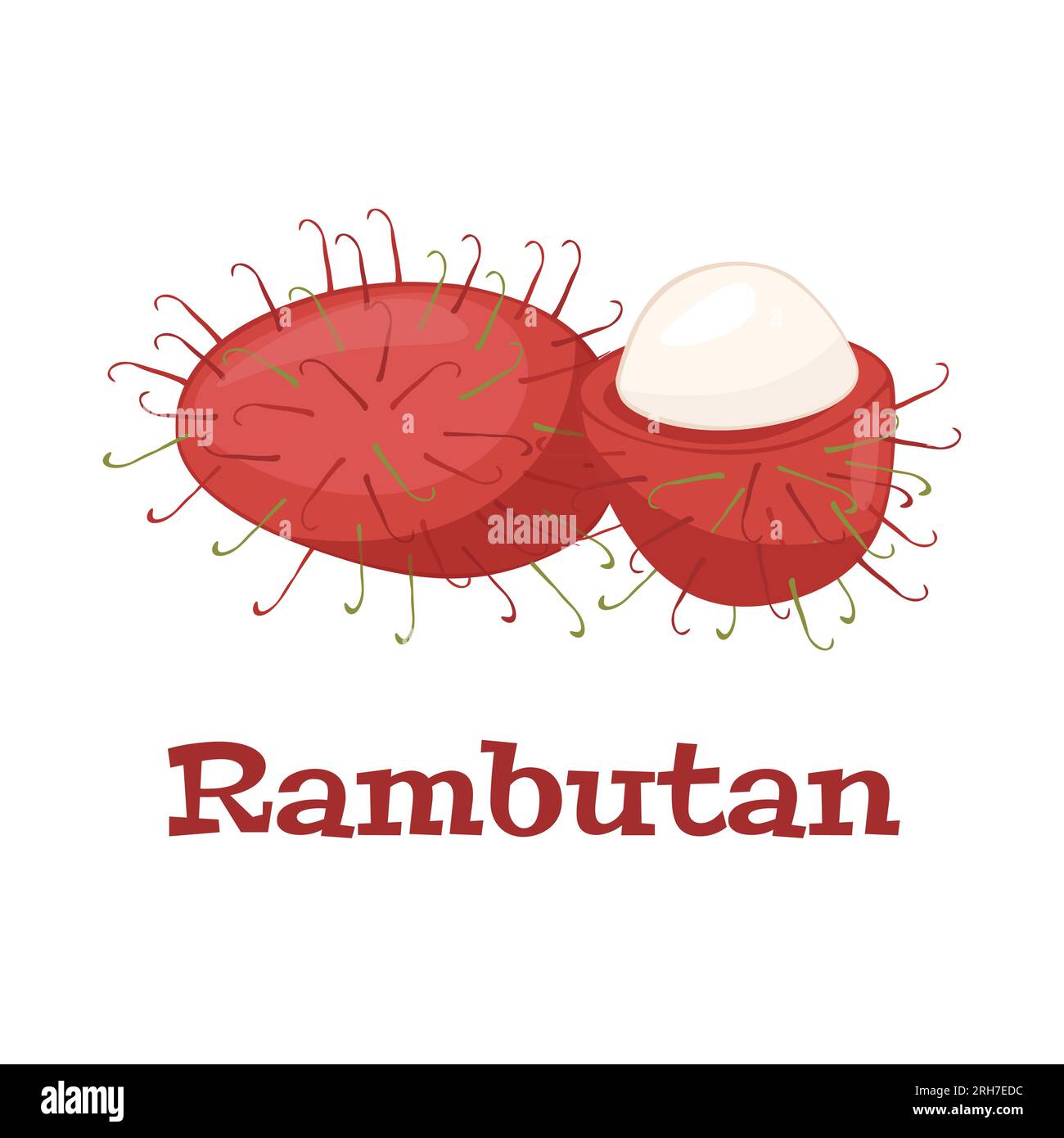 Exotic rambutan fruit, tasty juicy summer ingredient. Vector rambutan ...