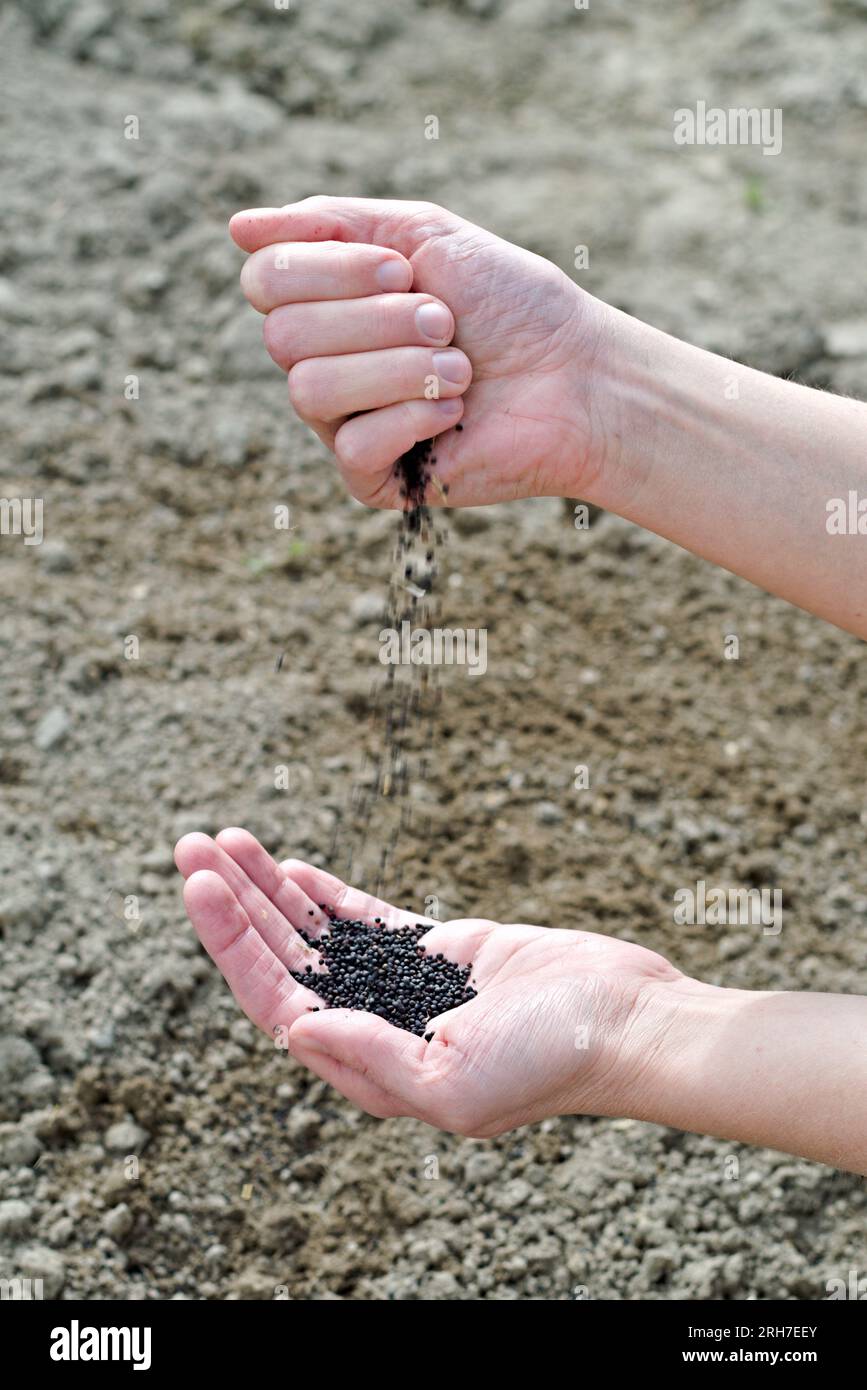 Woman is planting seeds to the soil in springtime. Female hands with ...