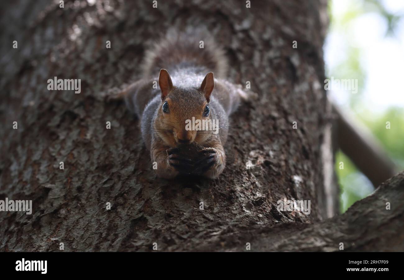 Gray squirrels hi-res stock photography and images - Alamy