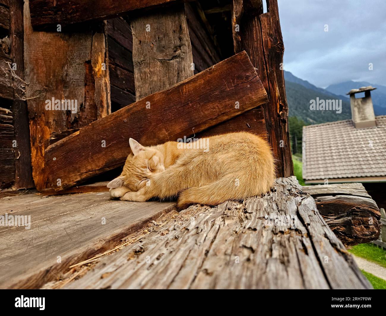 Red cat sleeping like a small ball of fur on an old wooden structure in ...