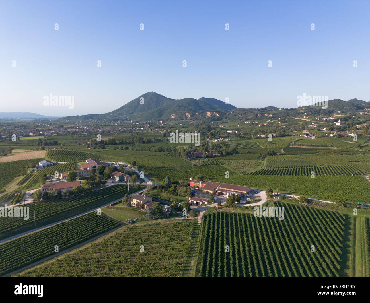 Italian countryside vineyard landscape with rows of grapevines on ...