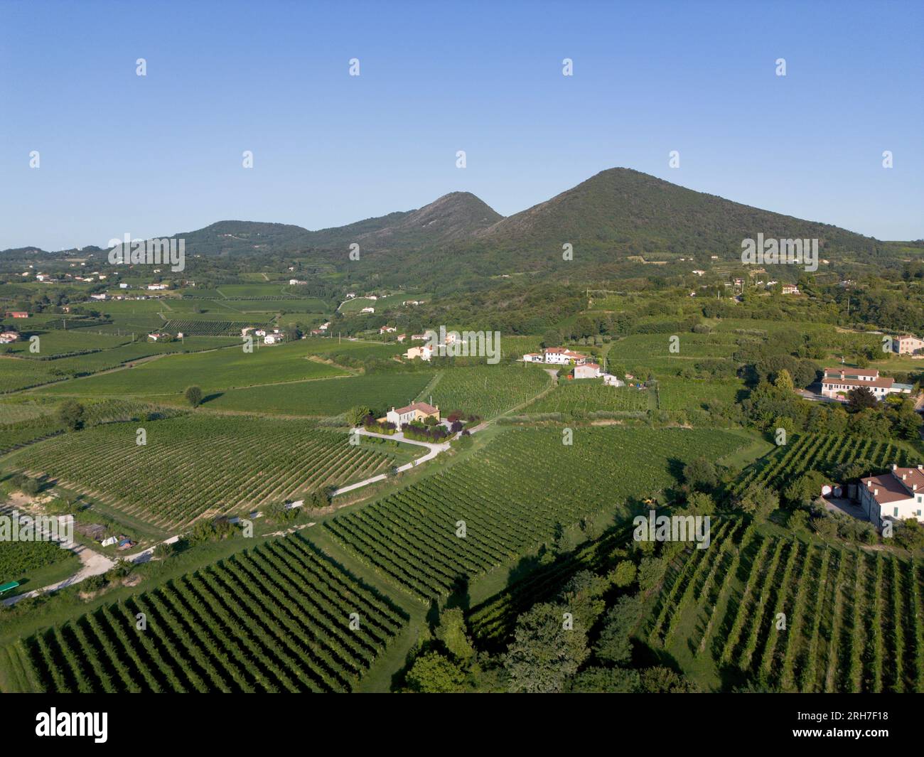 Italian countryside vineyard landscape with rows of grapevines on ...