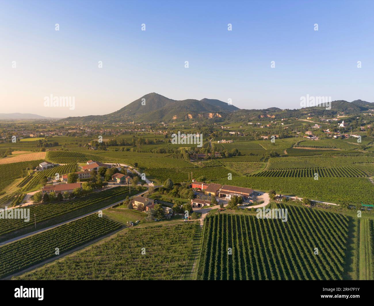 Italian countryside vineyard landscape with rows of grapevines on ...