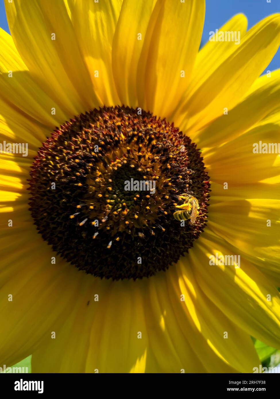 Sunflower working bee bees collecting hi-res stock photography and ...