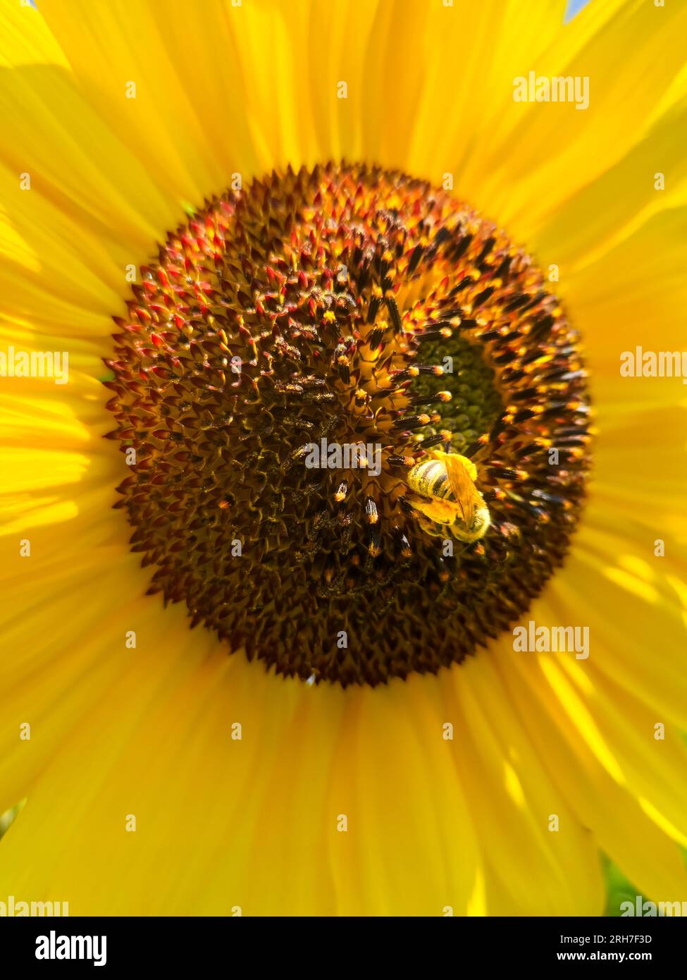 Sunflower pollinator hi-res stock photography and images - Alamy